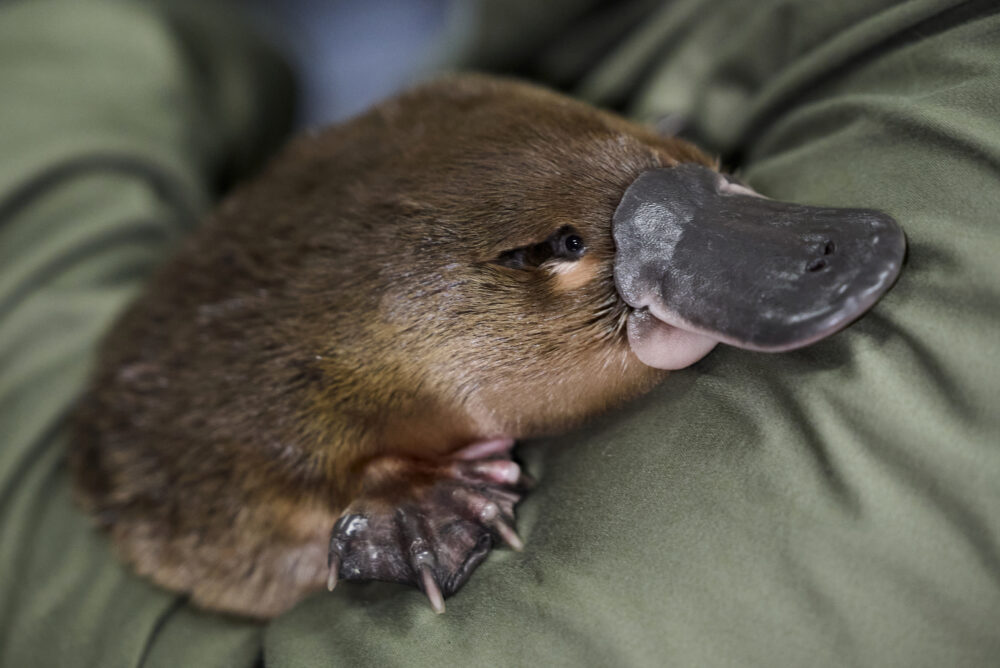 How to rebuild a platypus population - Australian Geographic