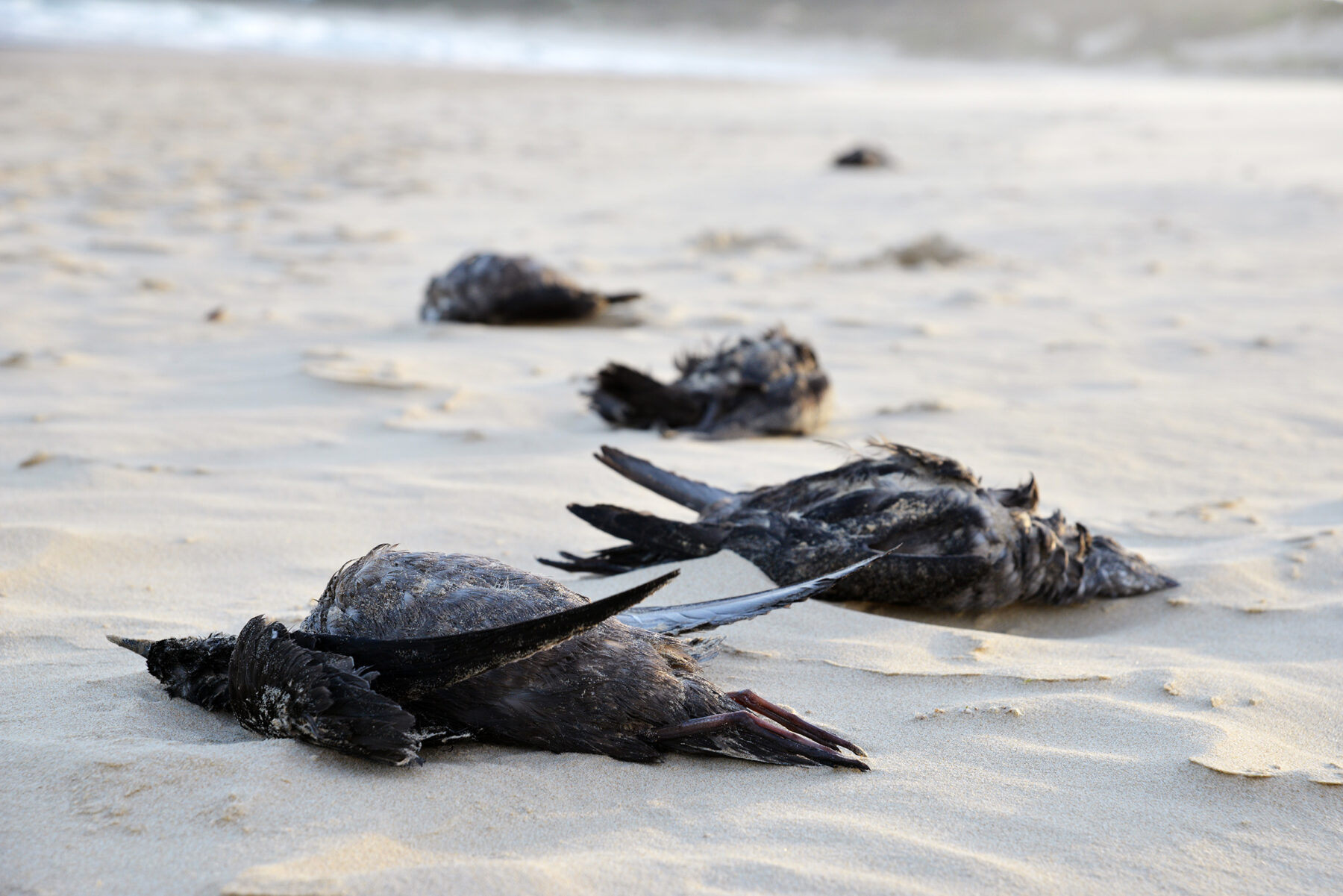 Why are we seeing so many ‘seabird wrecks’? - Australian Geographic