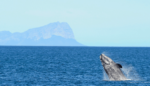 EXPLAINER: Why whales breach - Australian Geographic