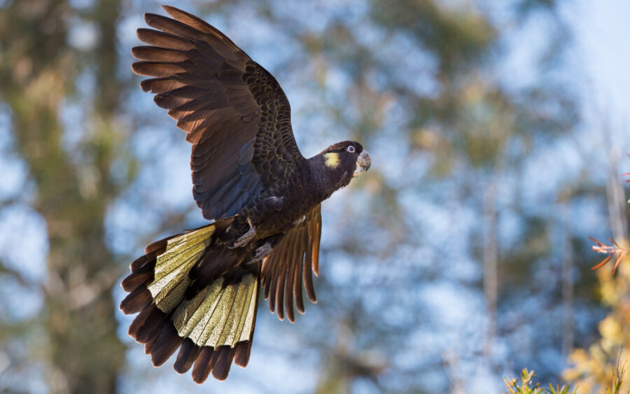 Fact File: Yellow-tailed black cockatoo (Calyptorhynchus funereus ...