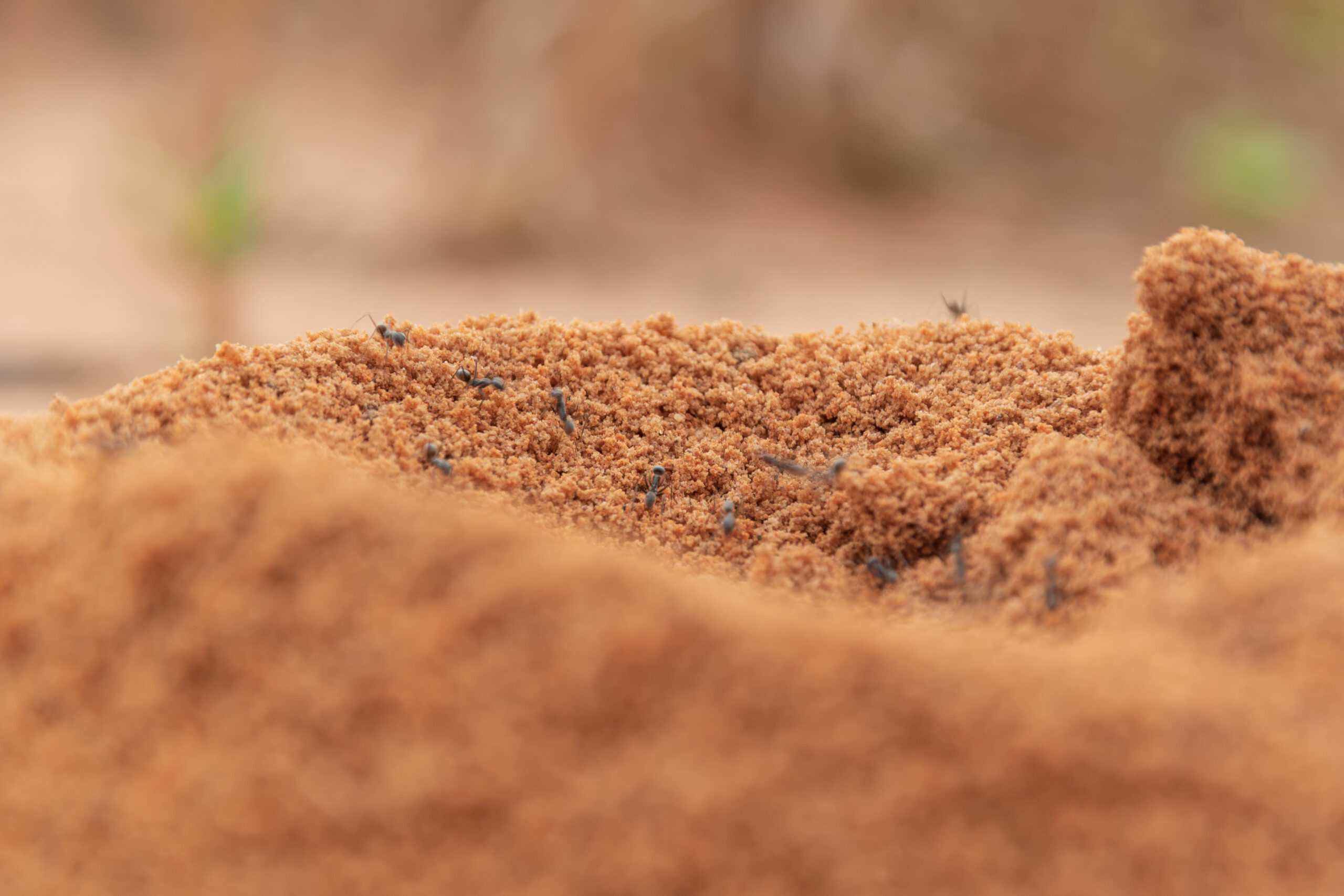 Fire ants jump Queensland border into NSW - Australian Geographic