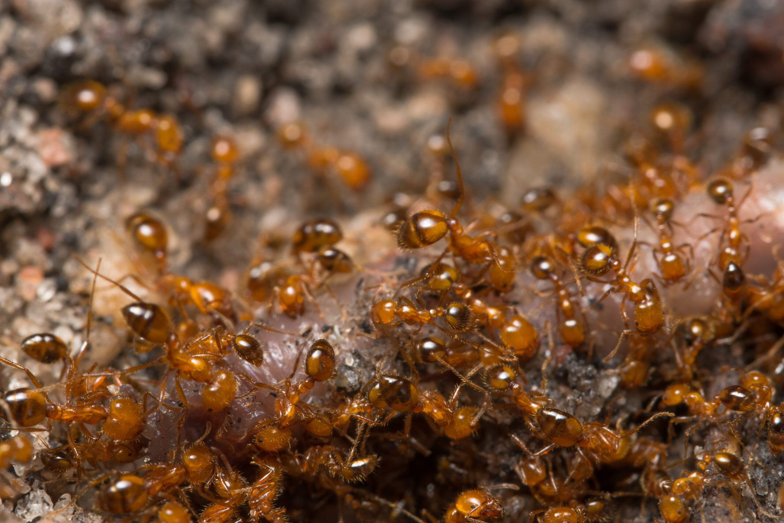 Fire ants jump Queensland border into NSW - Australian Geographic