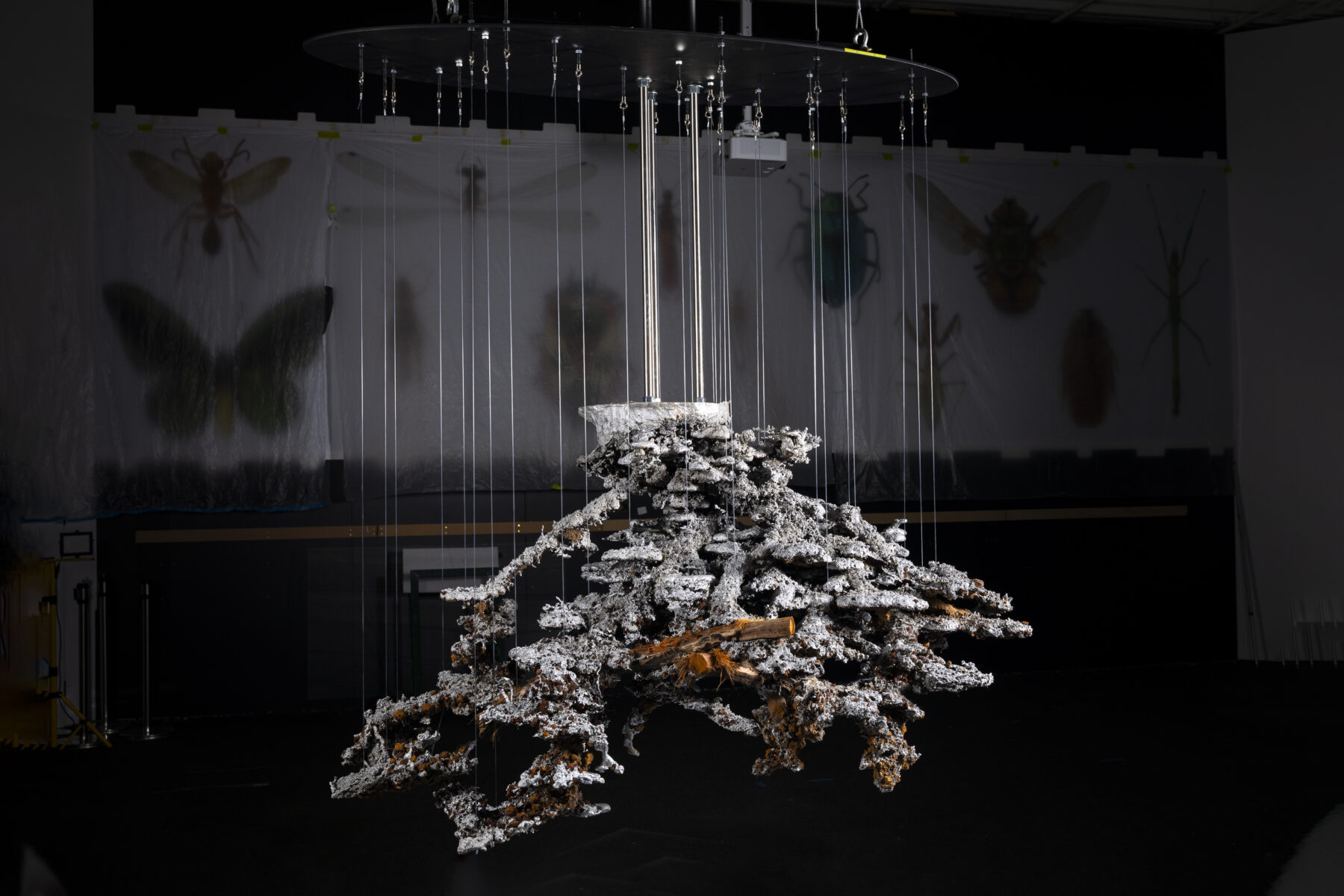 QM’s Insect Agency exhibition incl - CAMD