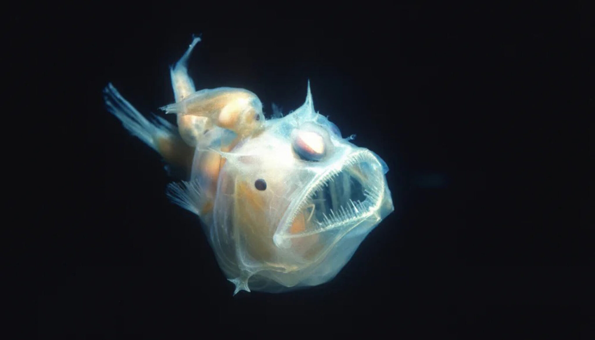EXPLAINER: How anglerfish 'lure' their prey - Australian Geographic