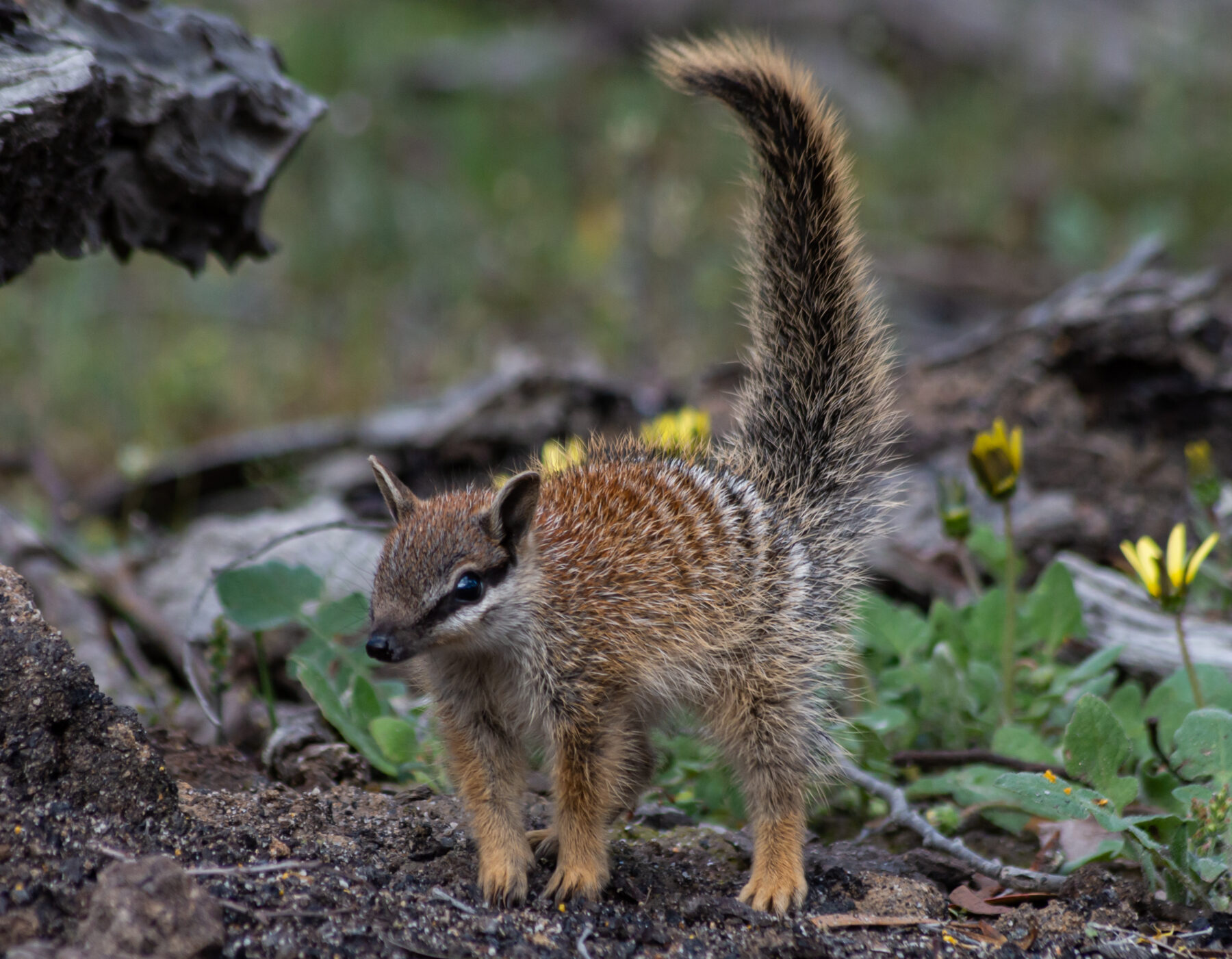 Rising temperatures are proving too much for numbats