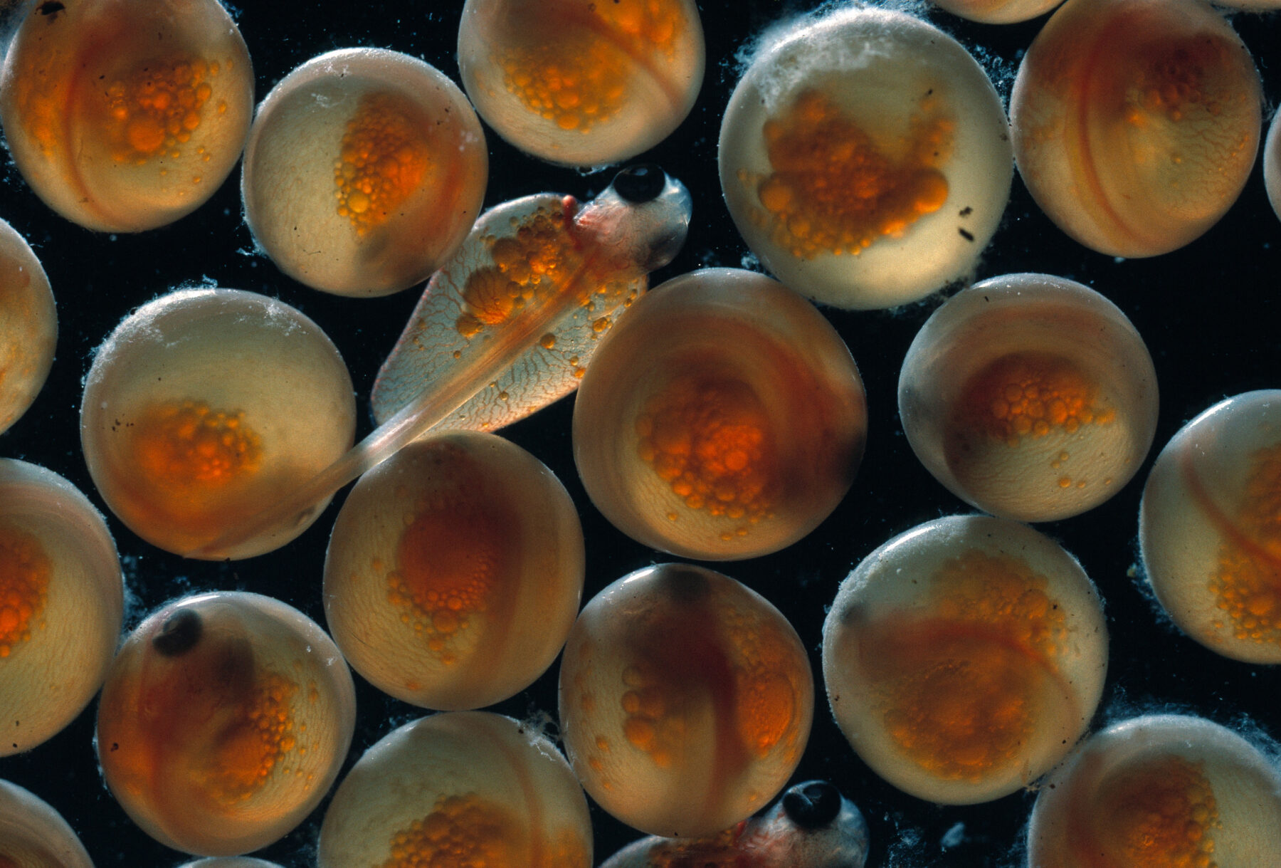 Rare footage of a battle between a crab and a mangrove snake reveals ...