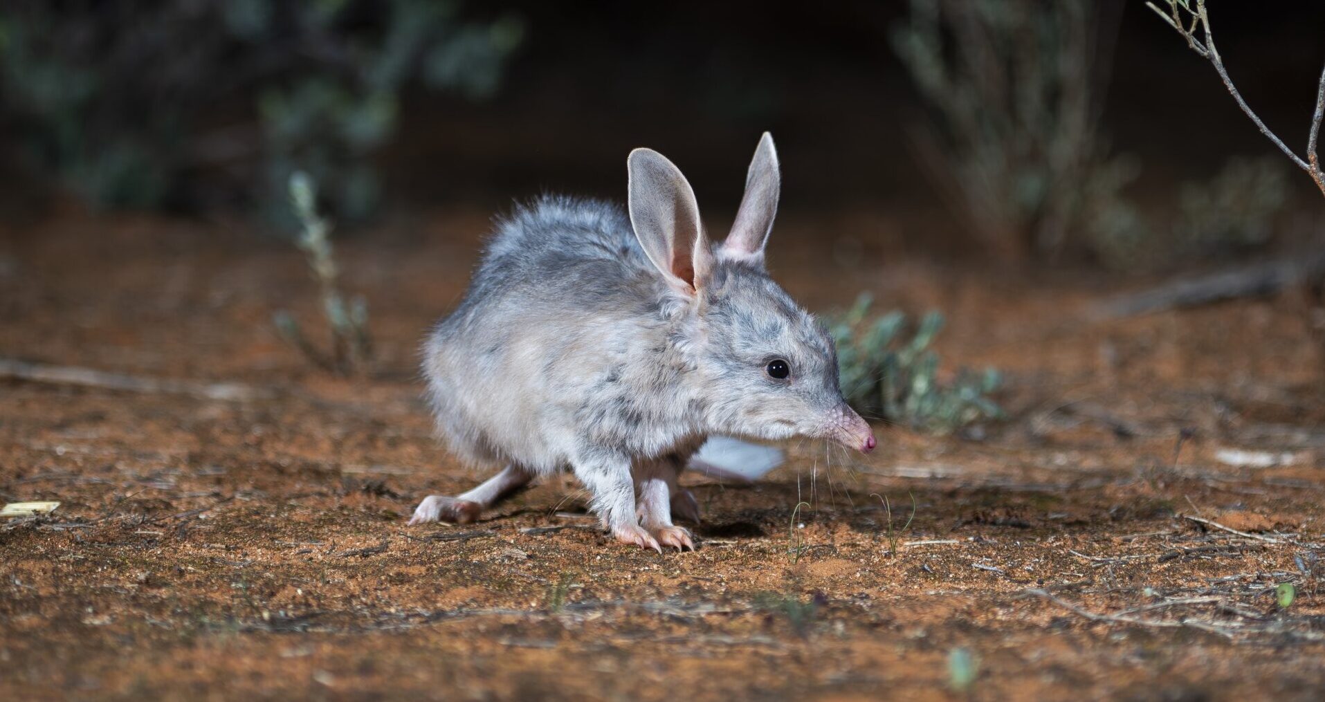 Reaching the summit: How Australia united to save the bilby - Australian Geographic