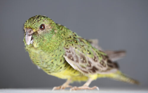 A flock of elusive night parrots discovered in WA - Australian Geographic