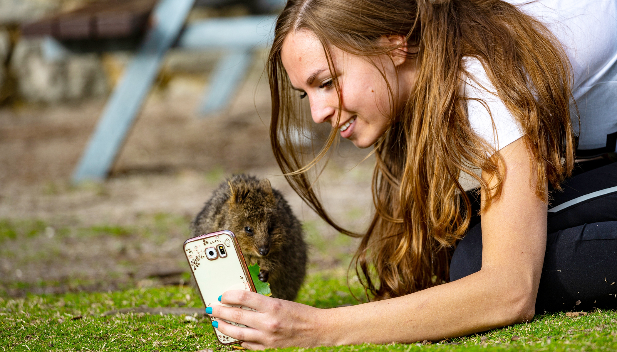 EXPLAINER: The echidna's four-headed penis - Australian Geographic