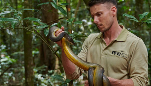 Pythons found to be highly-sustainable food source - Australian Geographic