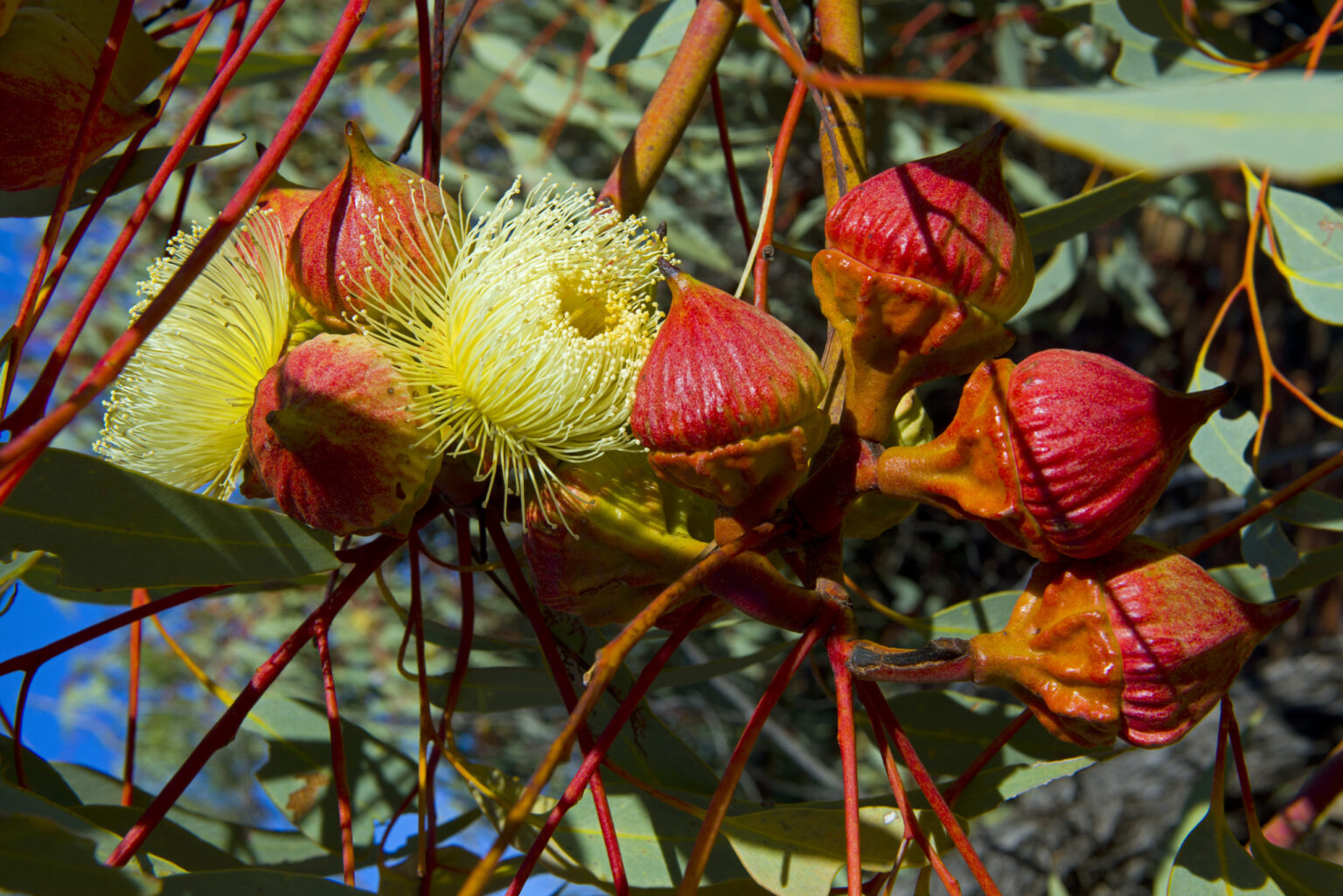 Desert delight - Australian Geographic