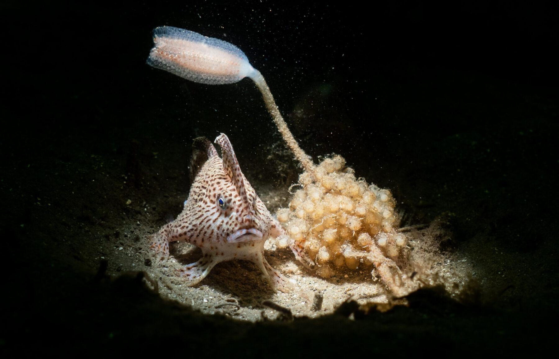 Saving Tassie's rare walking fish | AusGeo