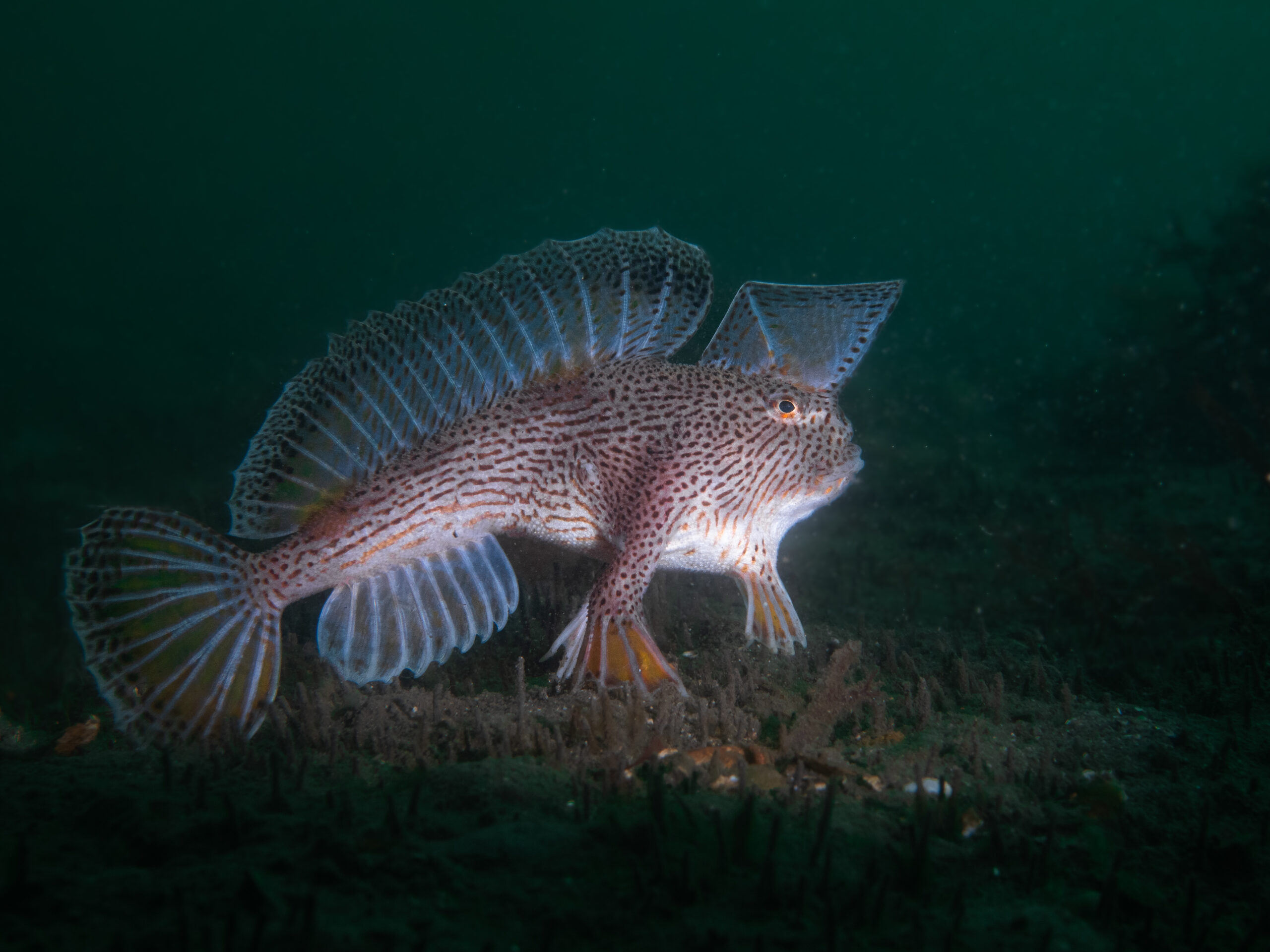 Saving Tassie's rare walking fish | AusGeo