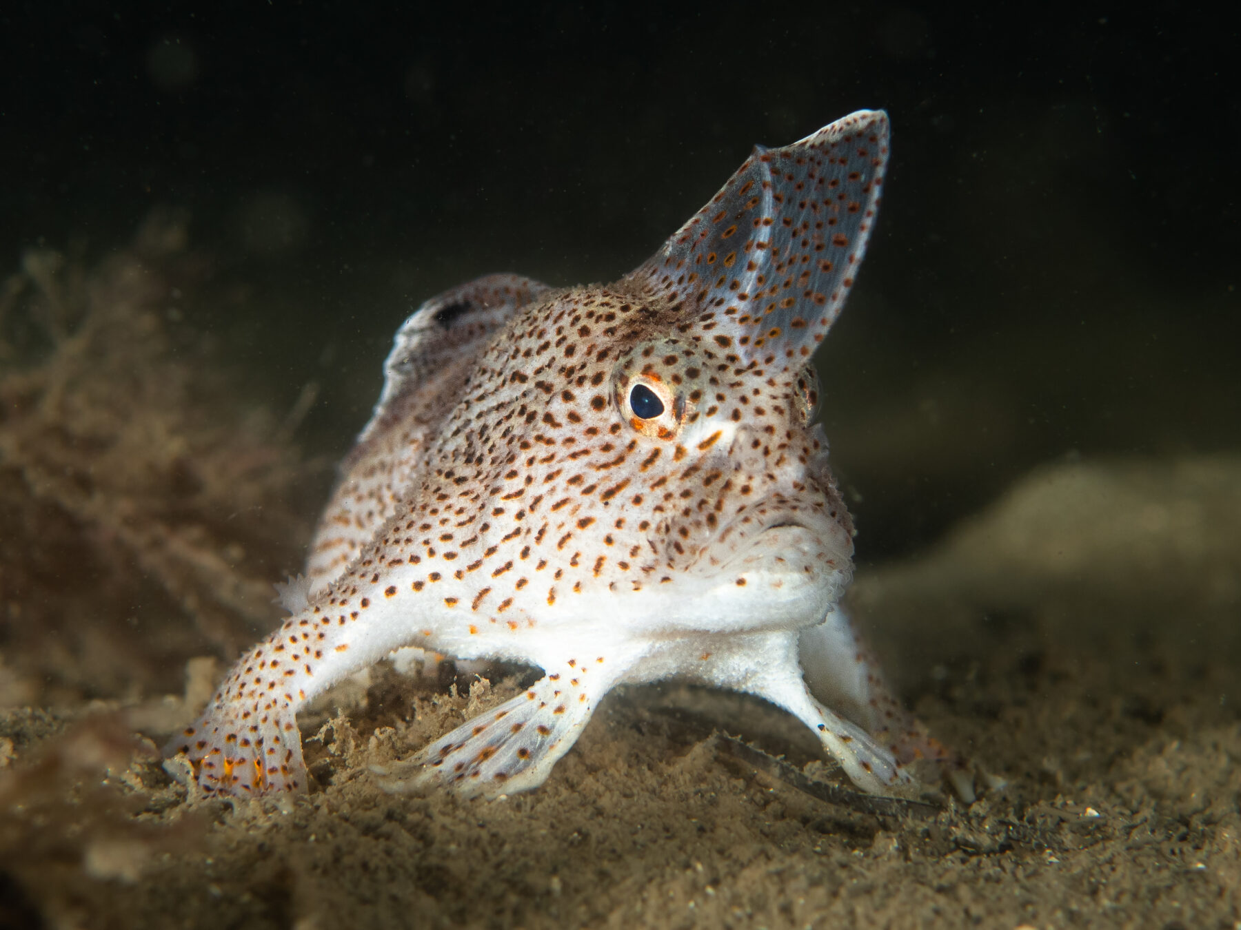 Saving Tassie's rare walking fish | AusGeo