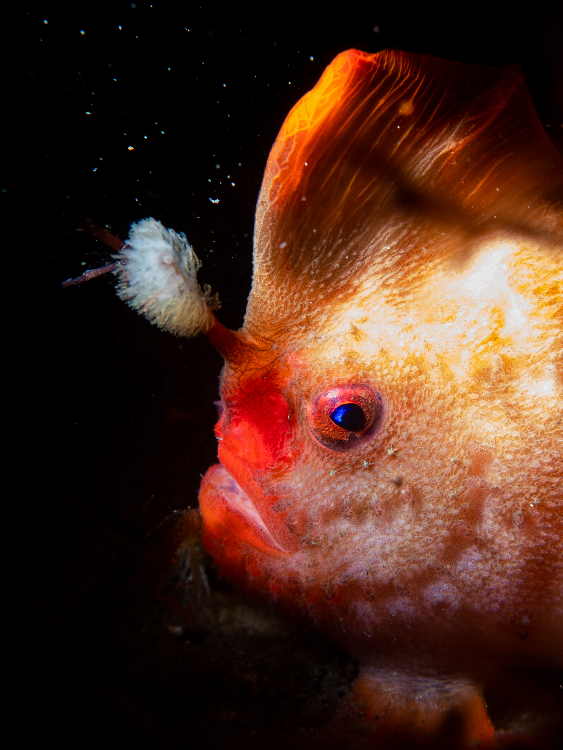 Saving Tassie's rare walking fish | AusGeo