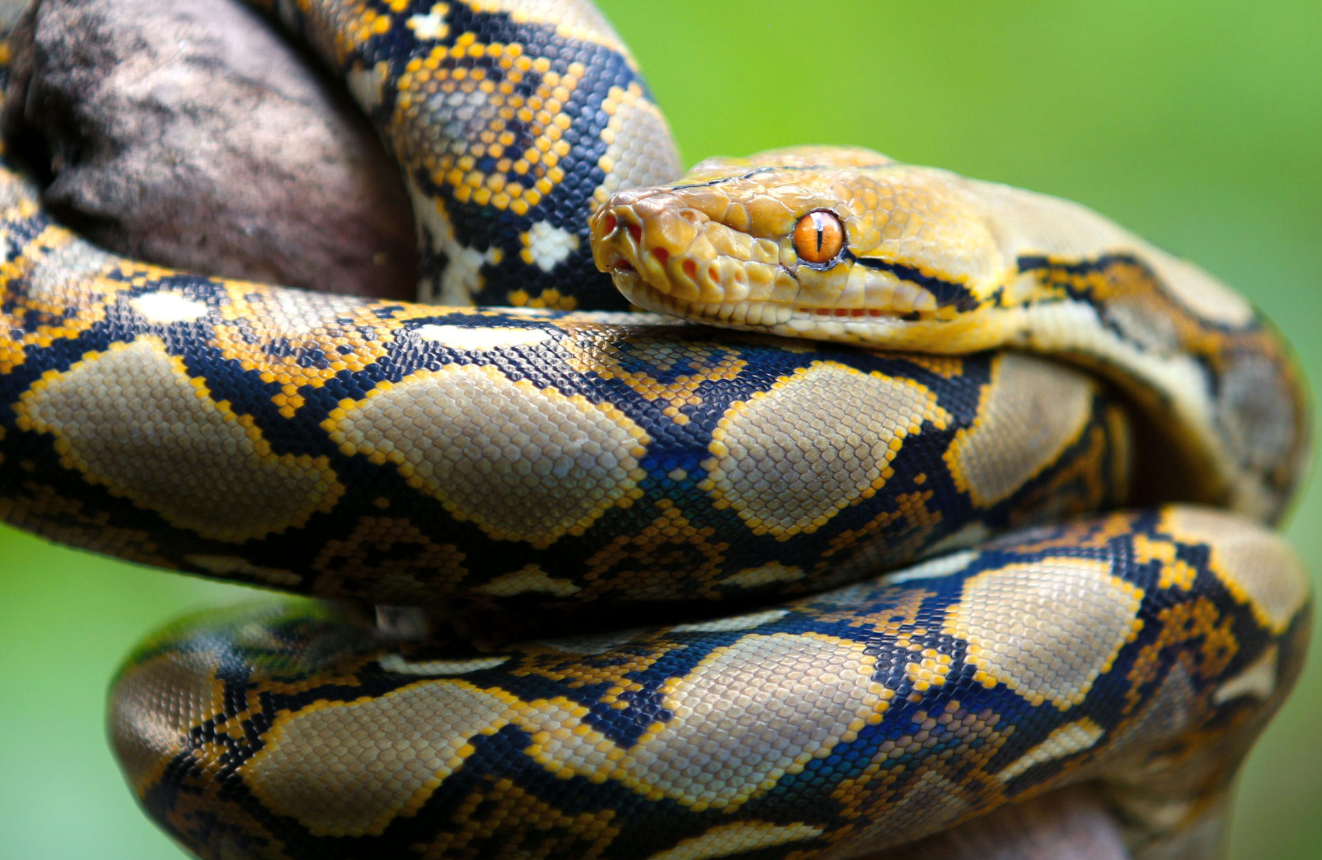 Pythons found to be highly-sustainable food source - Australian Geographic
