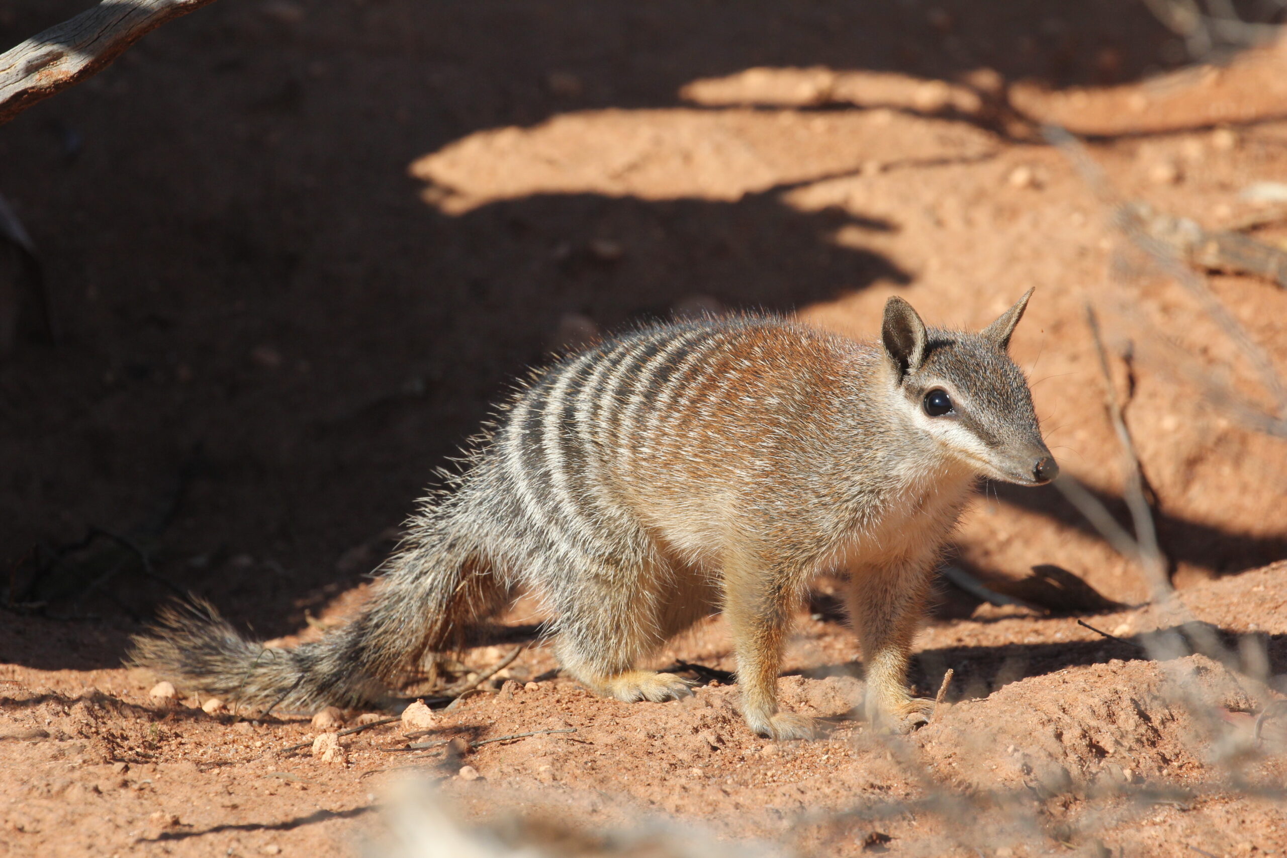 Fact File: Numbat (Myrmecobius fasciatus) - Australian Geographic