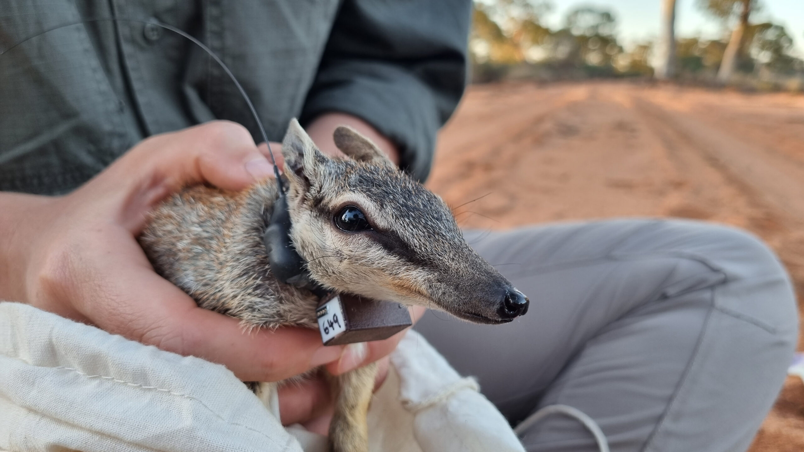 Standing up for numbats - Australian Geographic