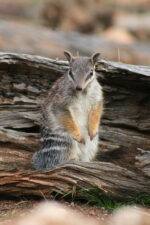 Standing up for numbats - Australian Geographic