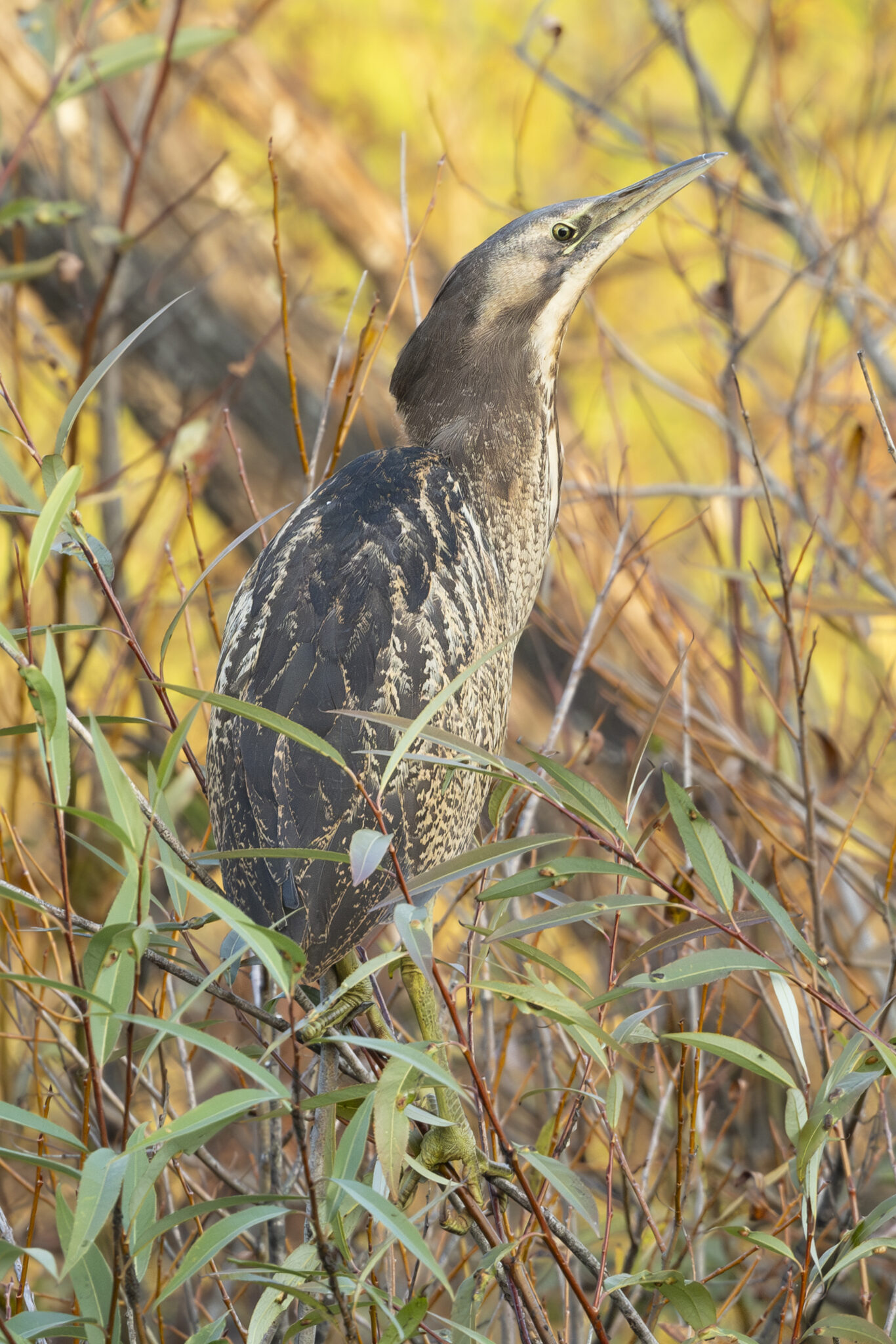 Australasian bittern returns to restored Tasmanian wetlands ...