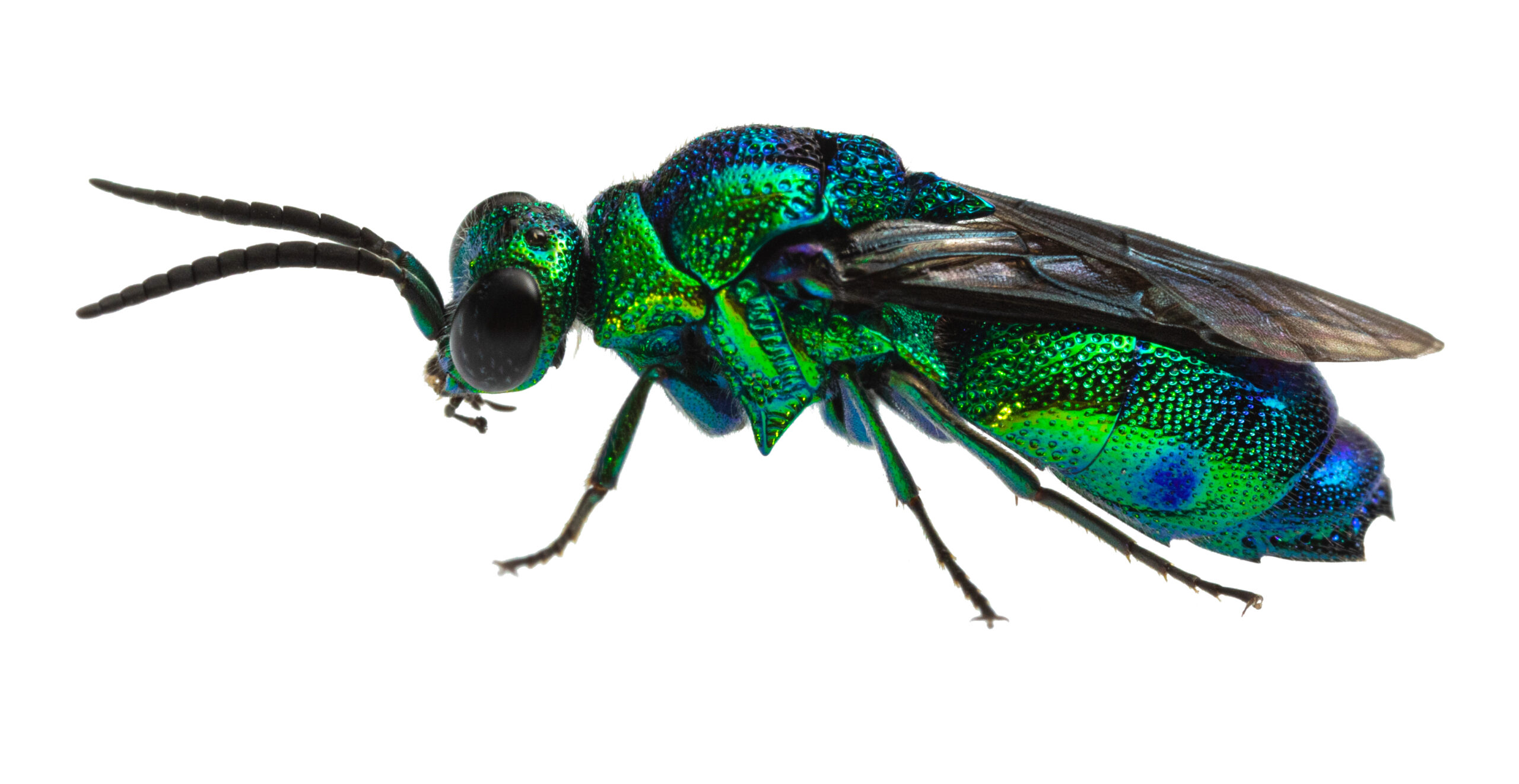 Australia's weird and wacky wasps - Australian Geographic