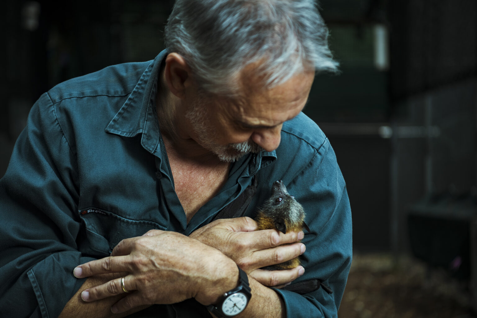 Busting bat myths - Australian Geographic