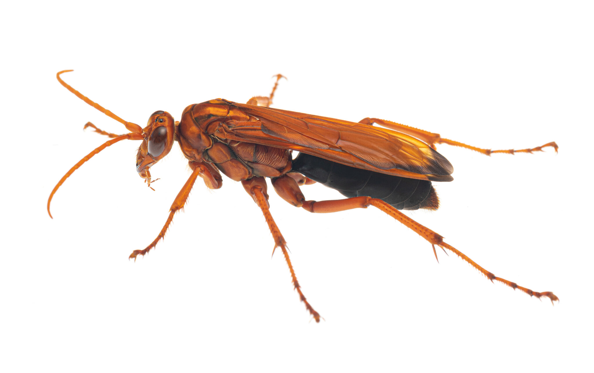 Australia's weird and wacky wasps - Australian Geographic