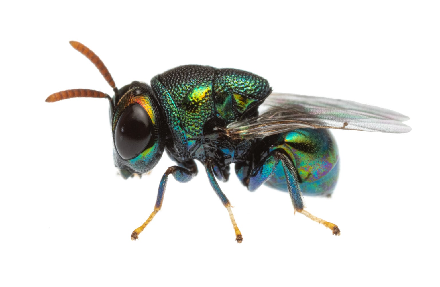 Australia's weird and wacky wasps - Australian Geographic