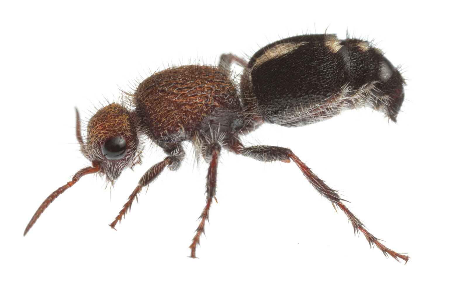 Australia's weird and wacky wasps - Australian Geographic