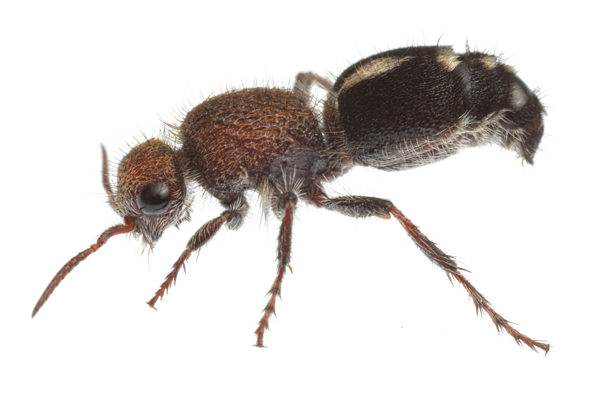 Australia's weird and wacky wasps - Australian Geographic