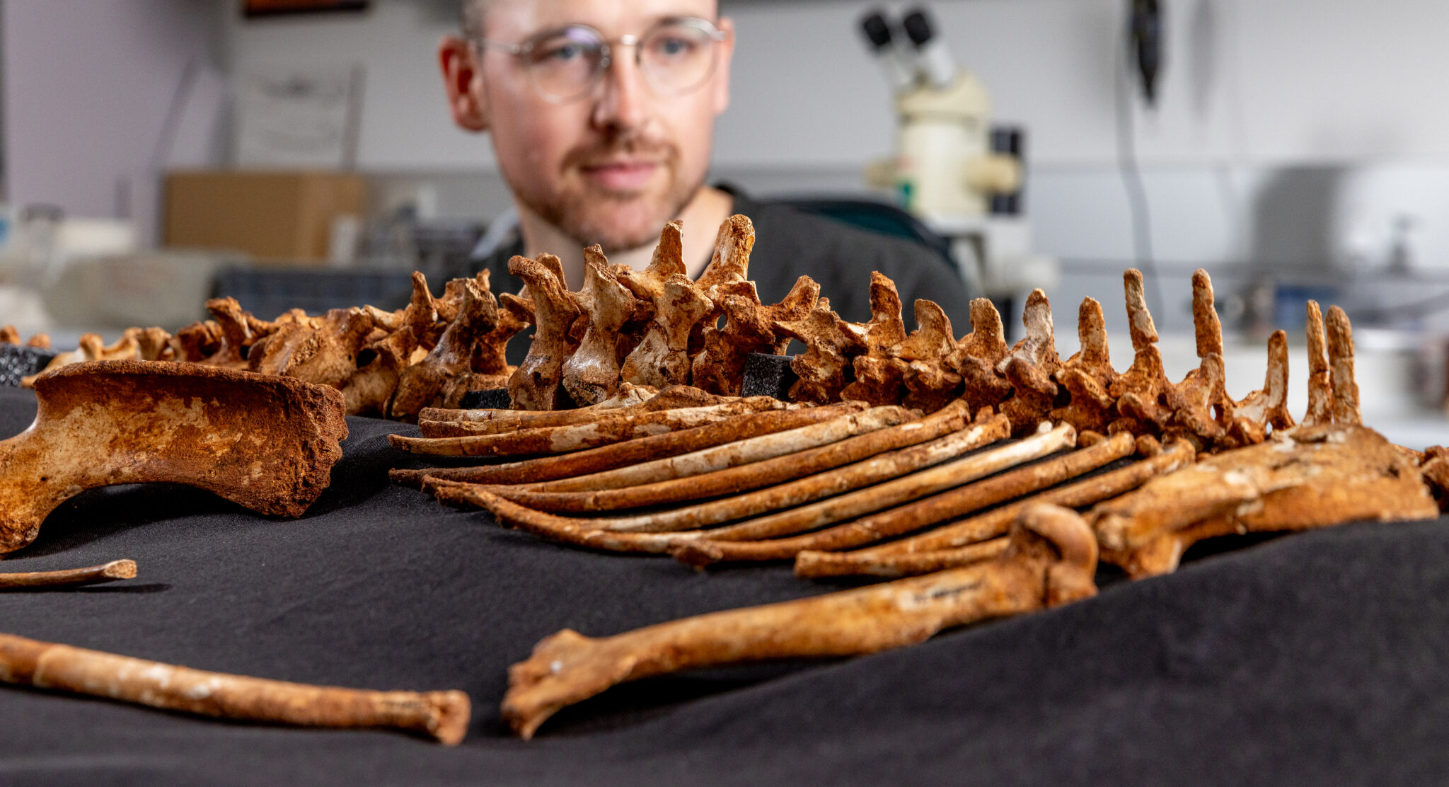 An ancient kangaroo has been found in an Australian cave - Australian ...