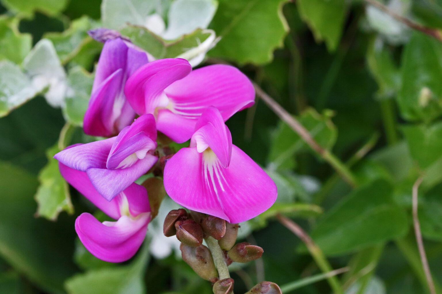 Bush medicine: Indigenous remedies for common ailments- Australian ...