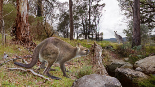 An ancient kangaroo has been found in an Australian cave - Australian ...
