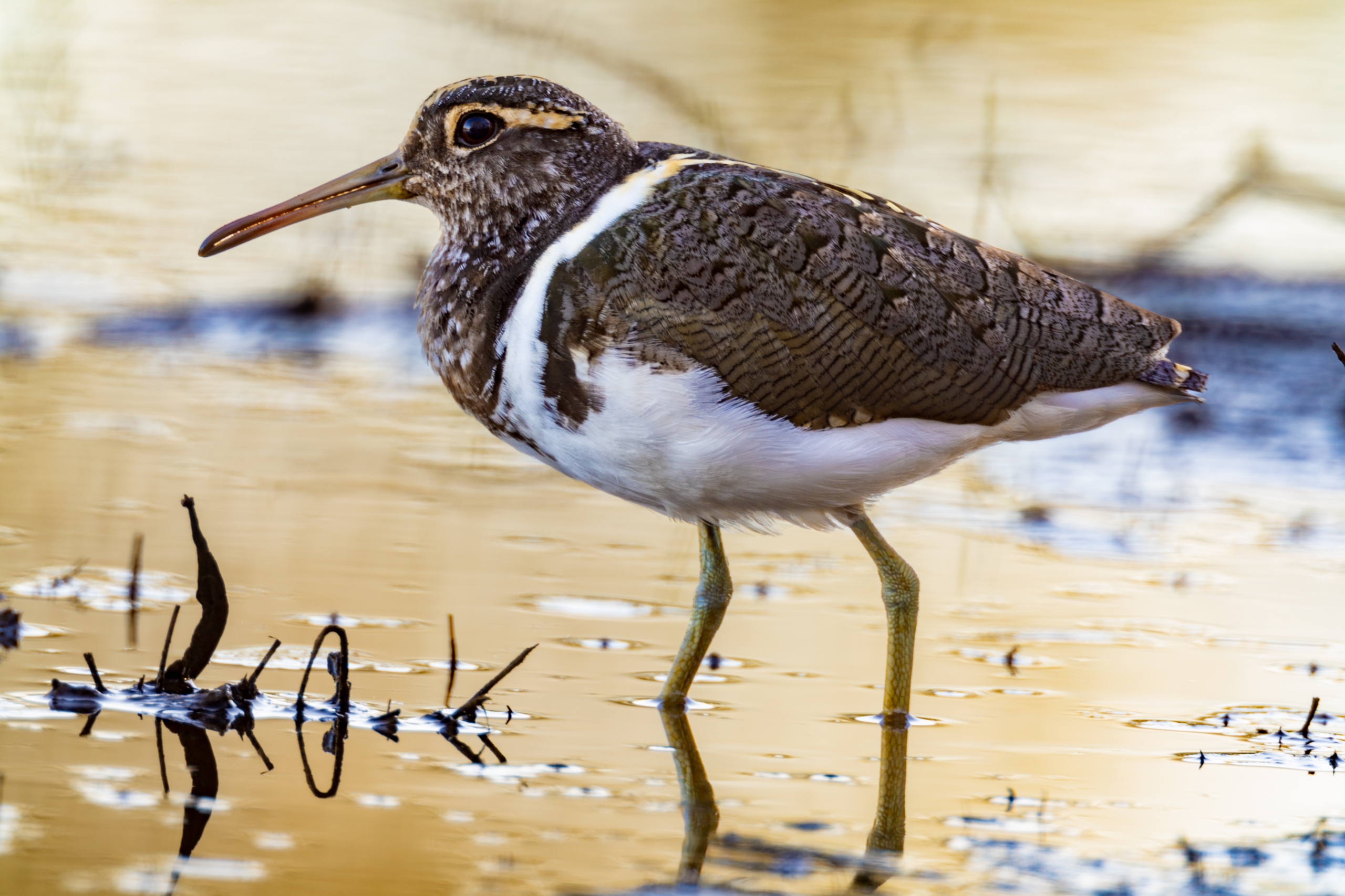 In search of our mysterious painted snipe - Australian Geographic
