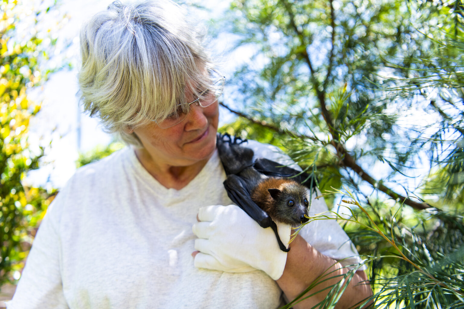 Saving our bat babies - Australian Geographic