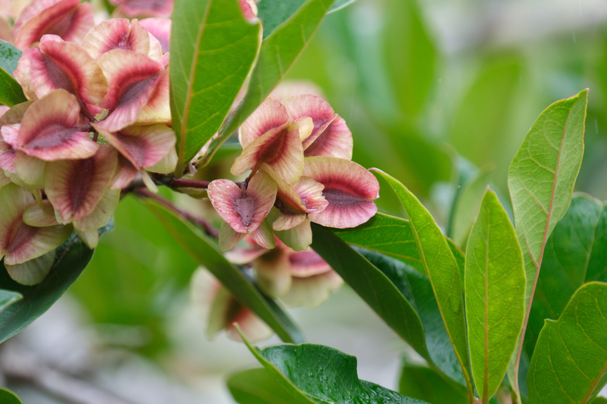 Bush medicine: Indigenous remedies for common ailments- Australian ...