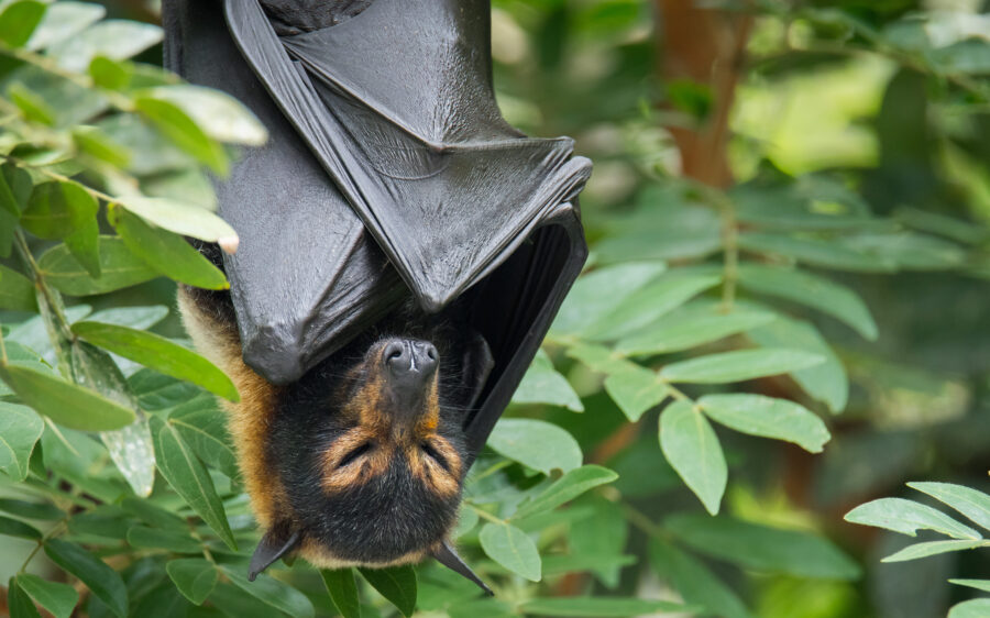 A guide to the flying-foxes of Australia- Australian Geographic