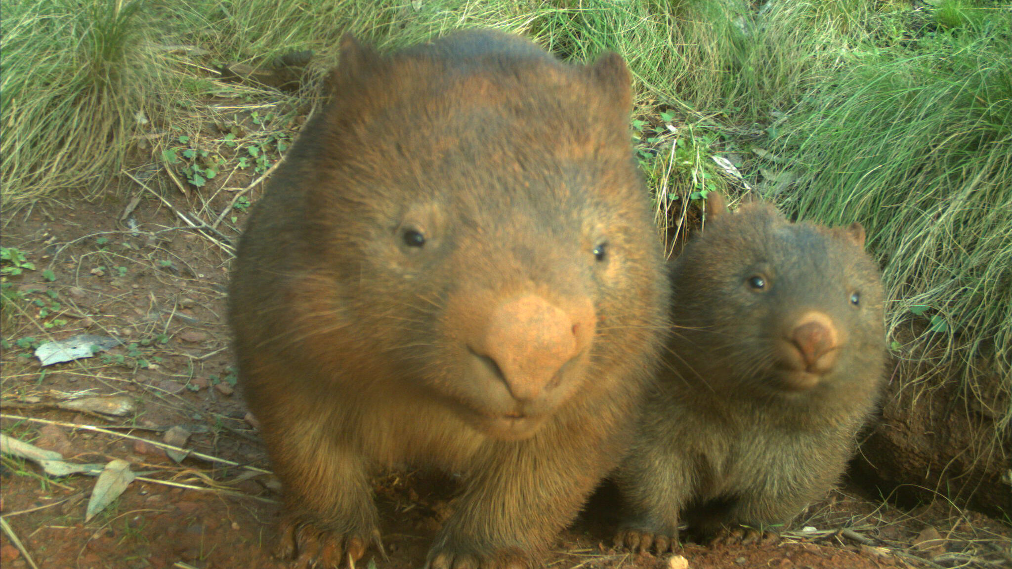 Wombat burrows provide refuge from bushfires - Australian Geographic