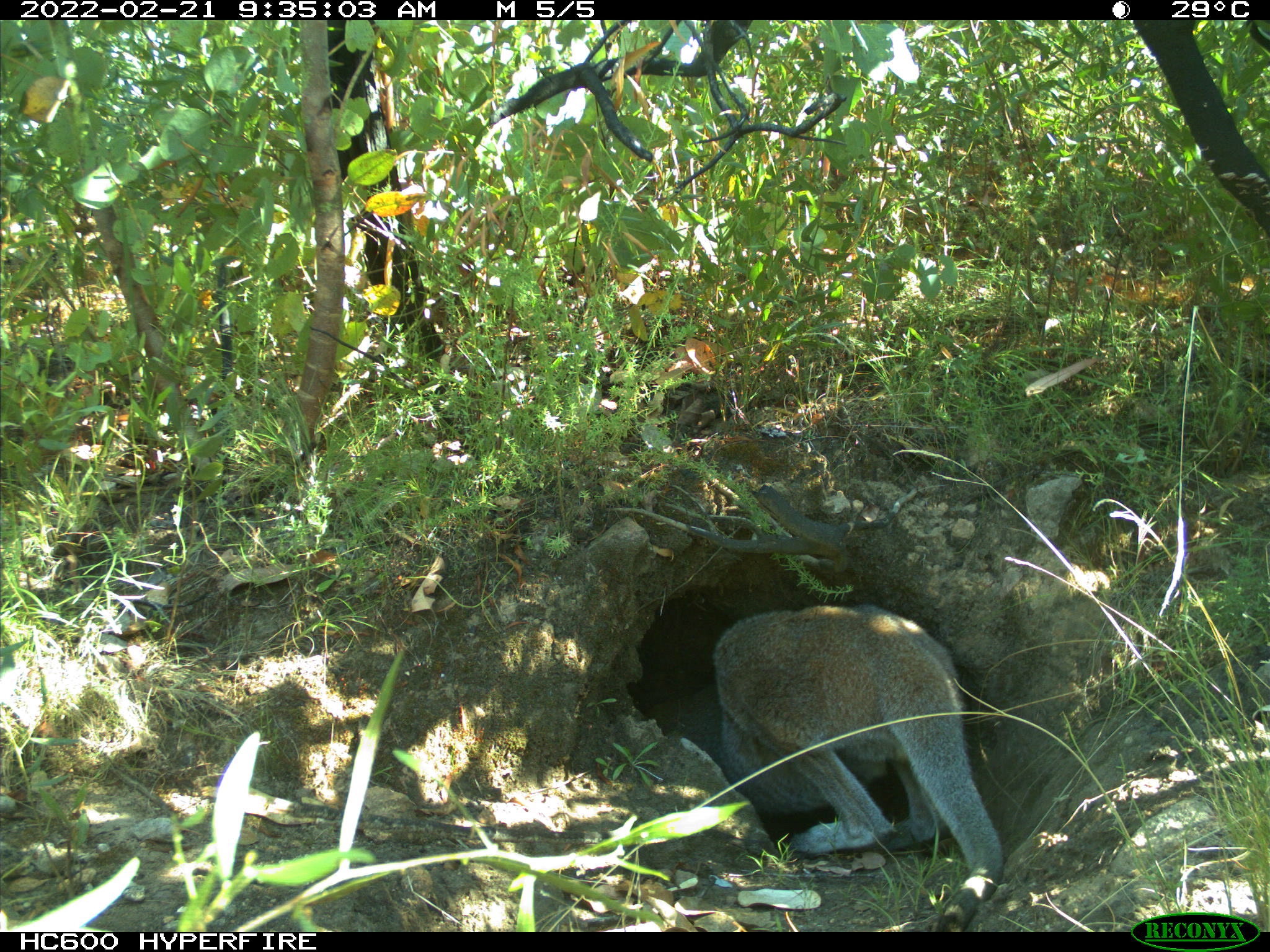 Wombat burrows provide refuge from bushfires - Australian Geographic