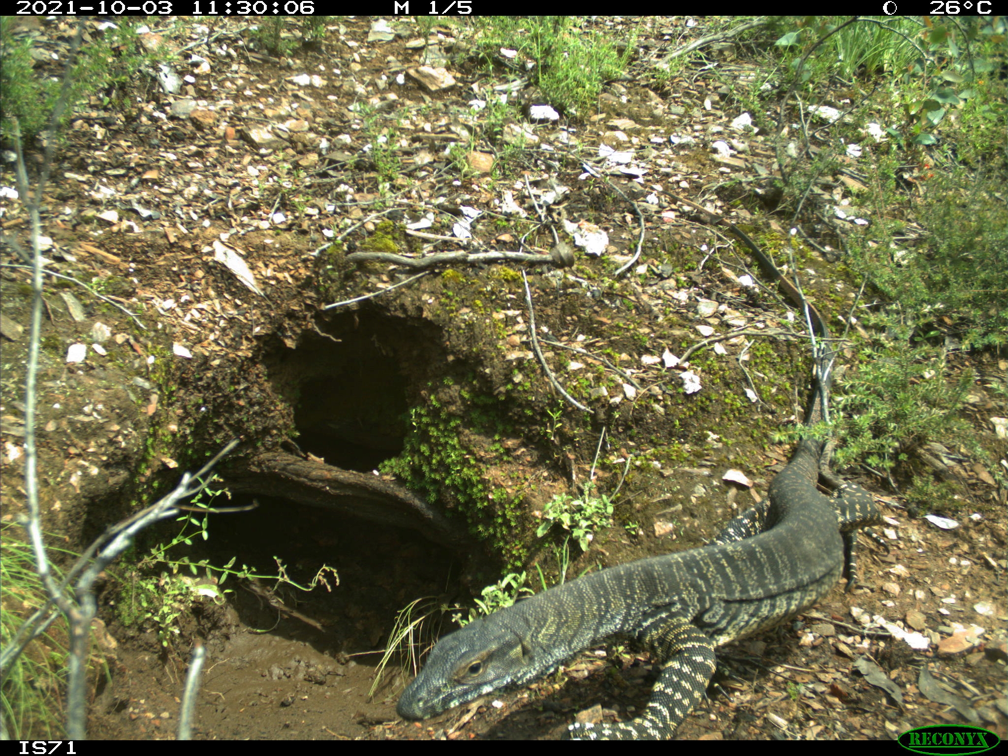 Wombat burrows provide refuge from bushfires - Australian Geographic