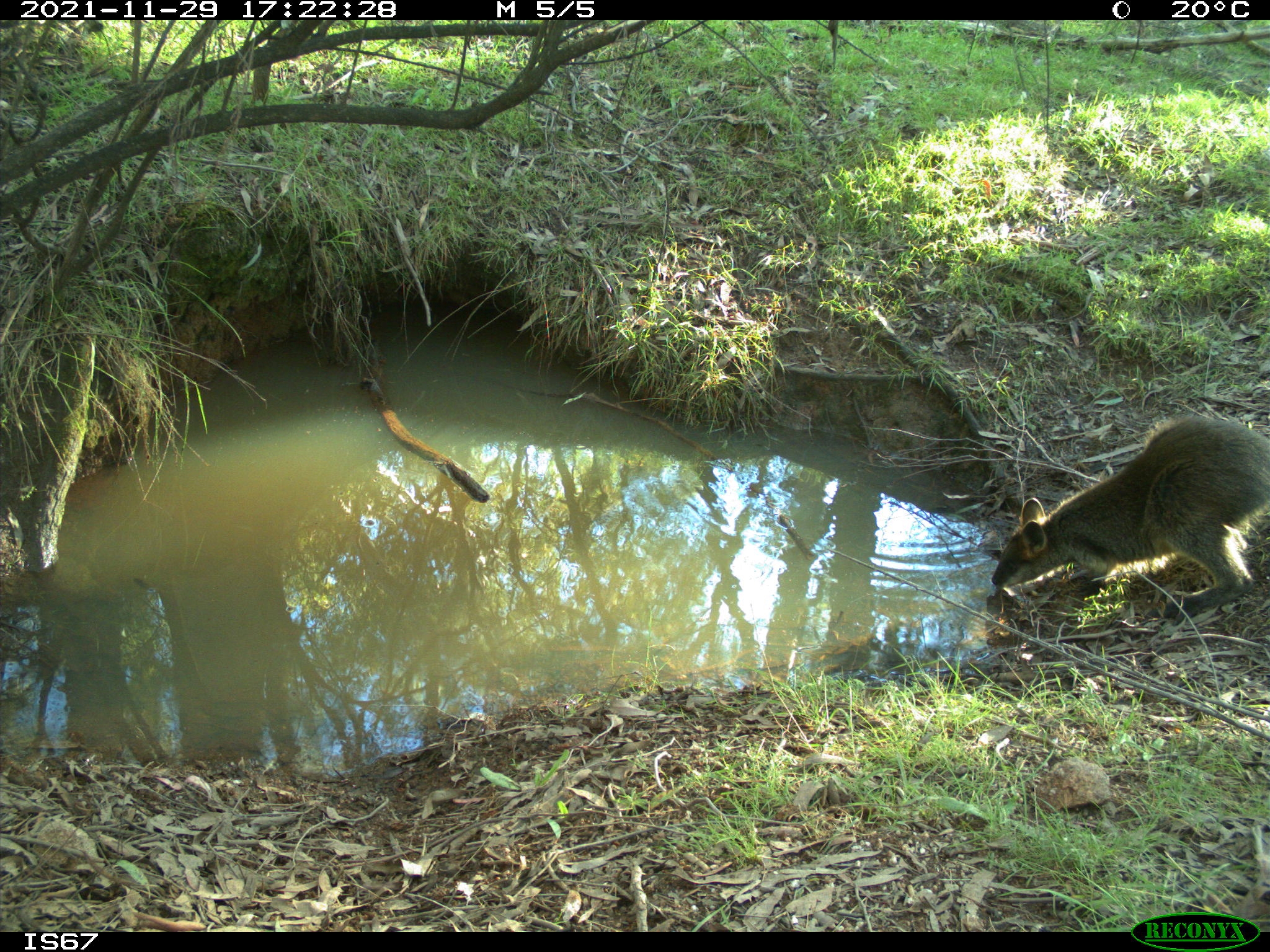 Wombat burrows provide refuge from bushfires - Australian Geographic