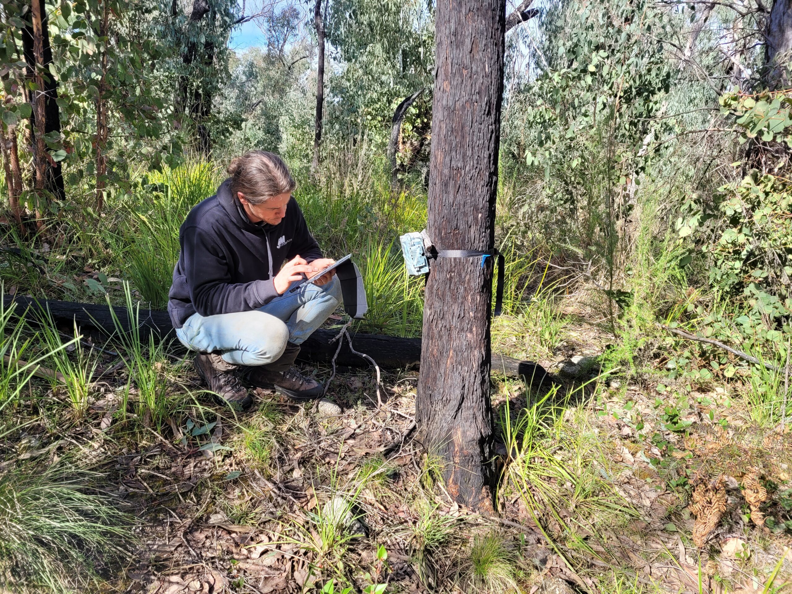 Wombat burrows provide refuge from bushfires - Australian Geographic
