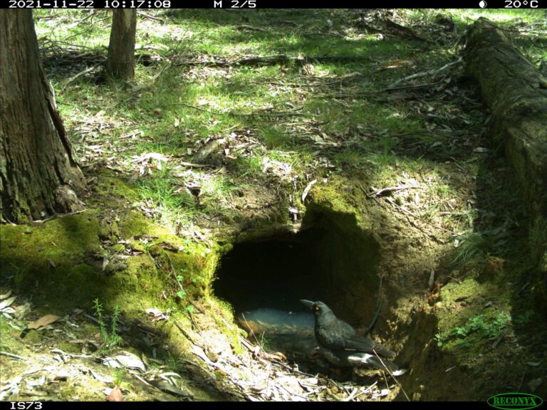 Wombat burrows provide refuge from bushfires - Australian Geographic