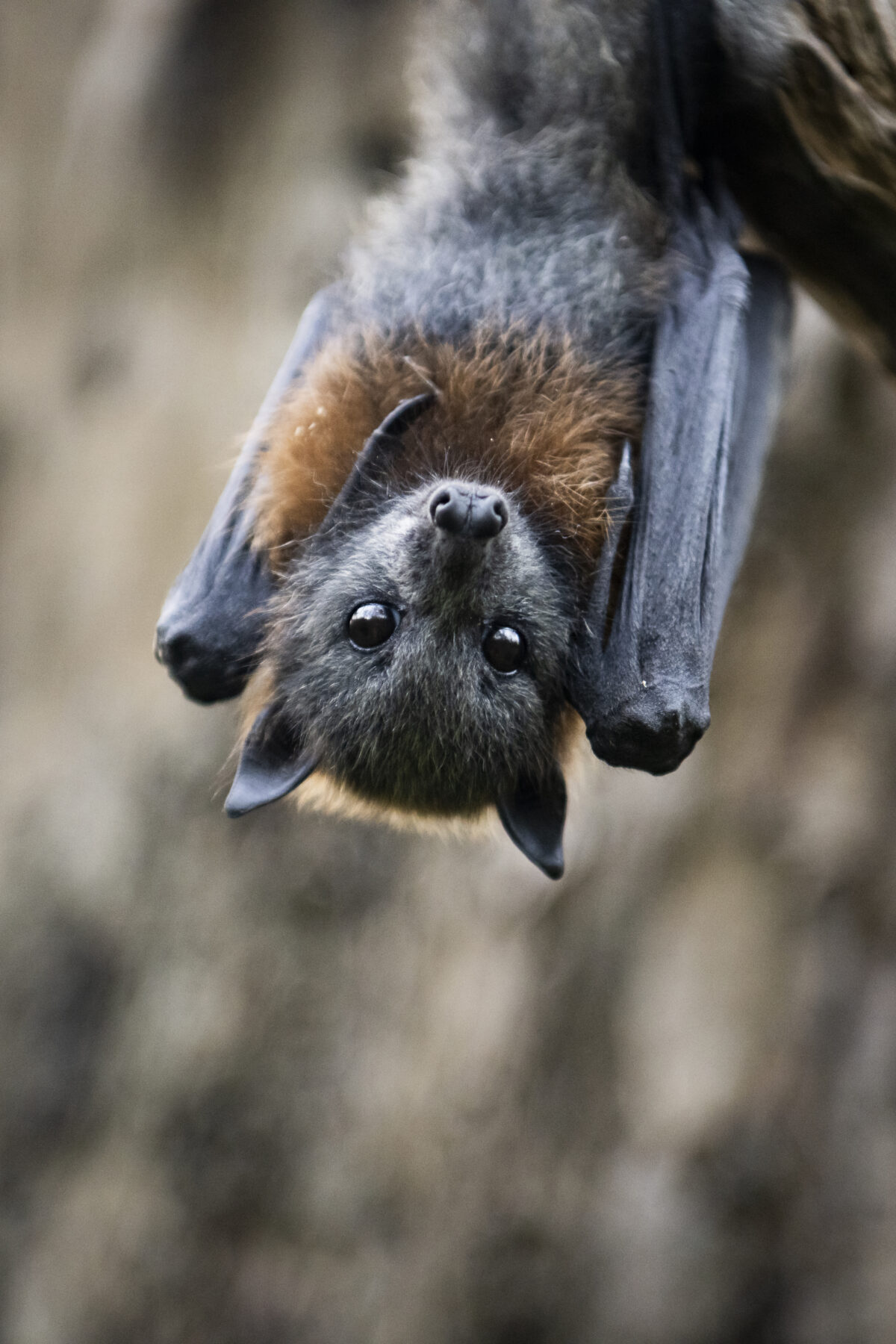 Saving our bat babies - Australian Geographic