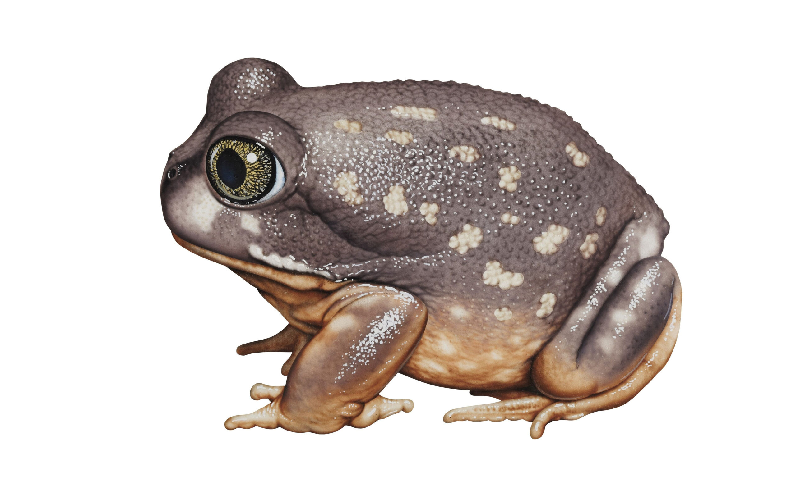 20 Australian frogs you need to know about - Australian Geographic