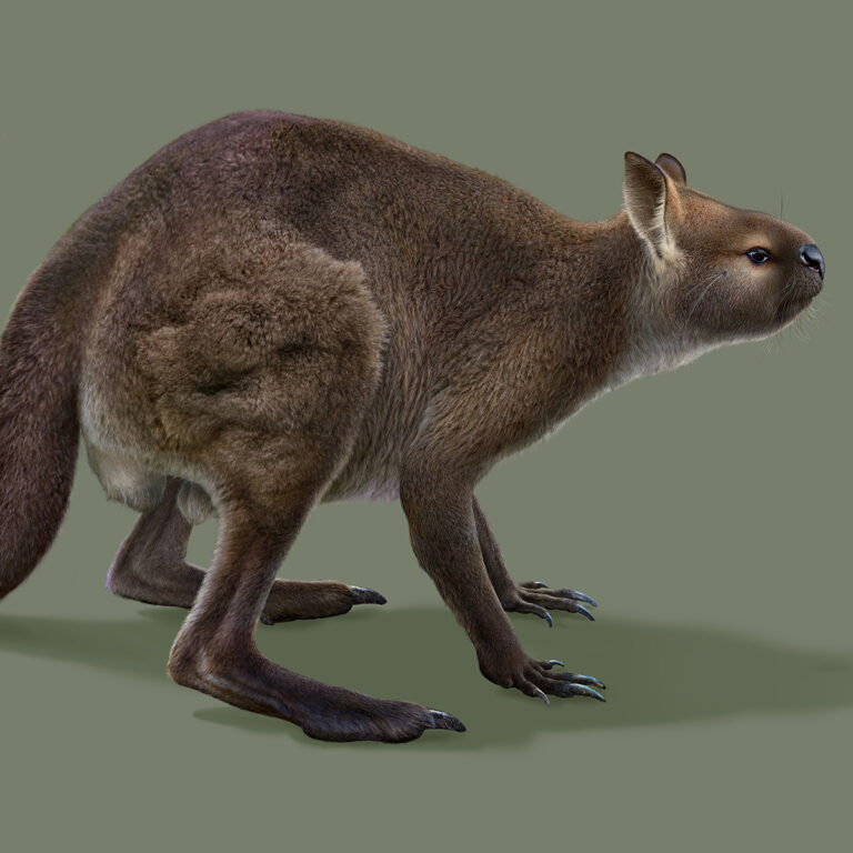 An ancient kangaroo has been found in an Australian cave - Australian ...