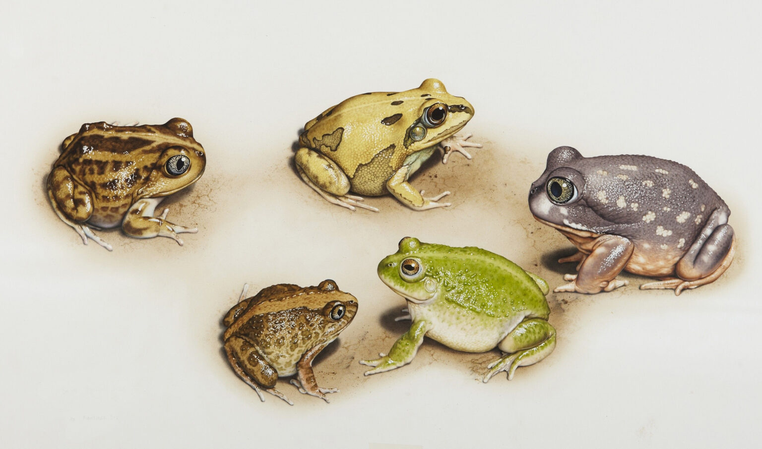 20 Australian frogs you need to know about - Australian Geographic