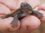 How Tiaro is saving the Mary River turtle - Australian Geographic
