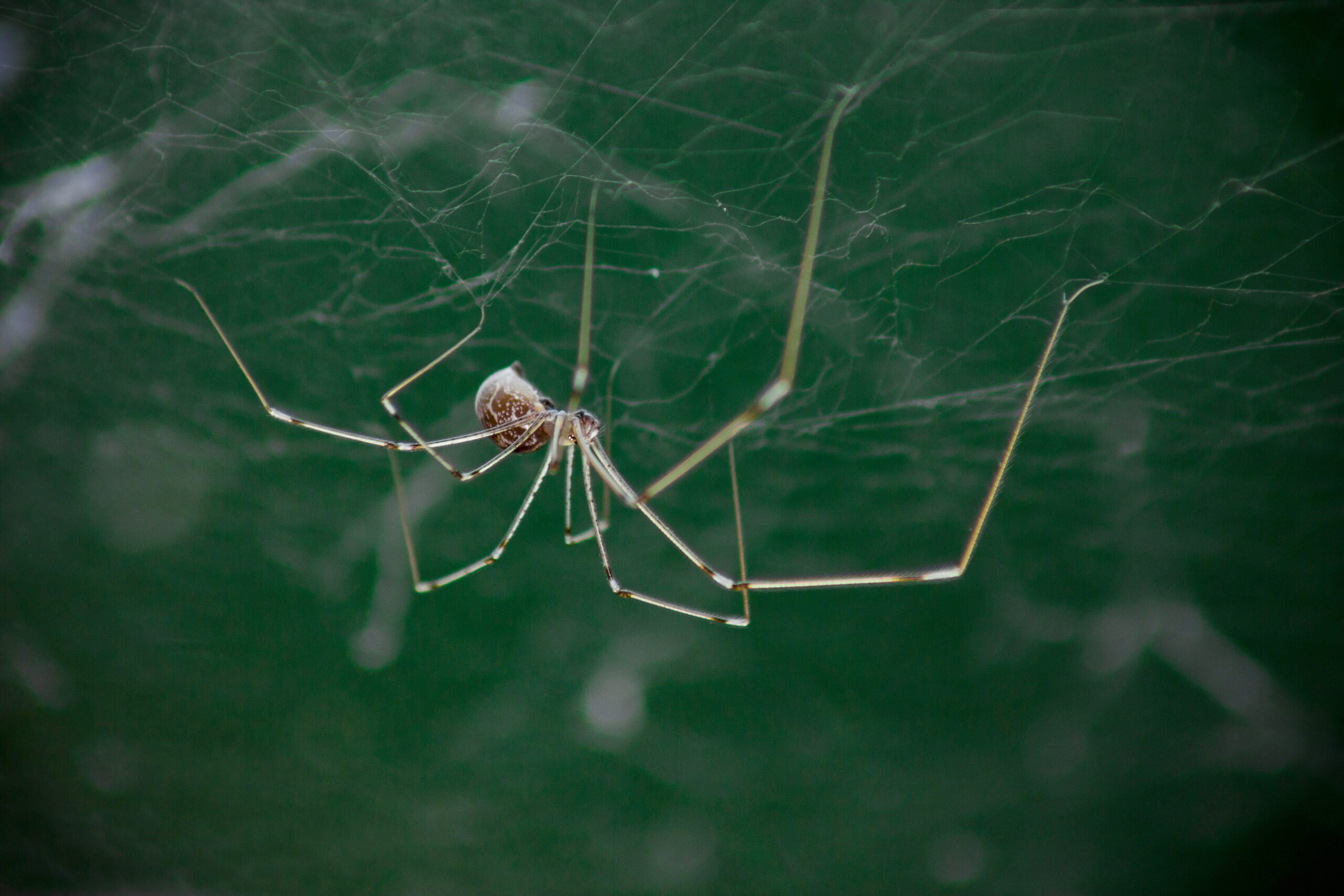 Fact File: Daddy-long-legs spider (Pholcus phalangioides) - Australian ...