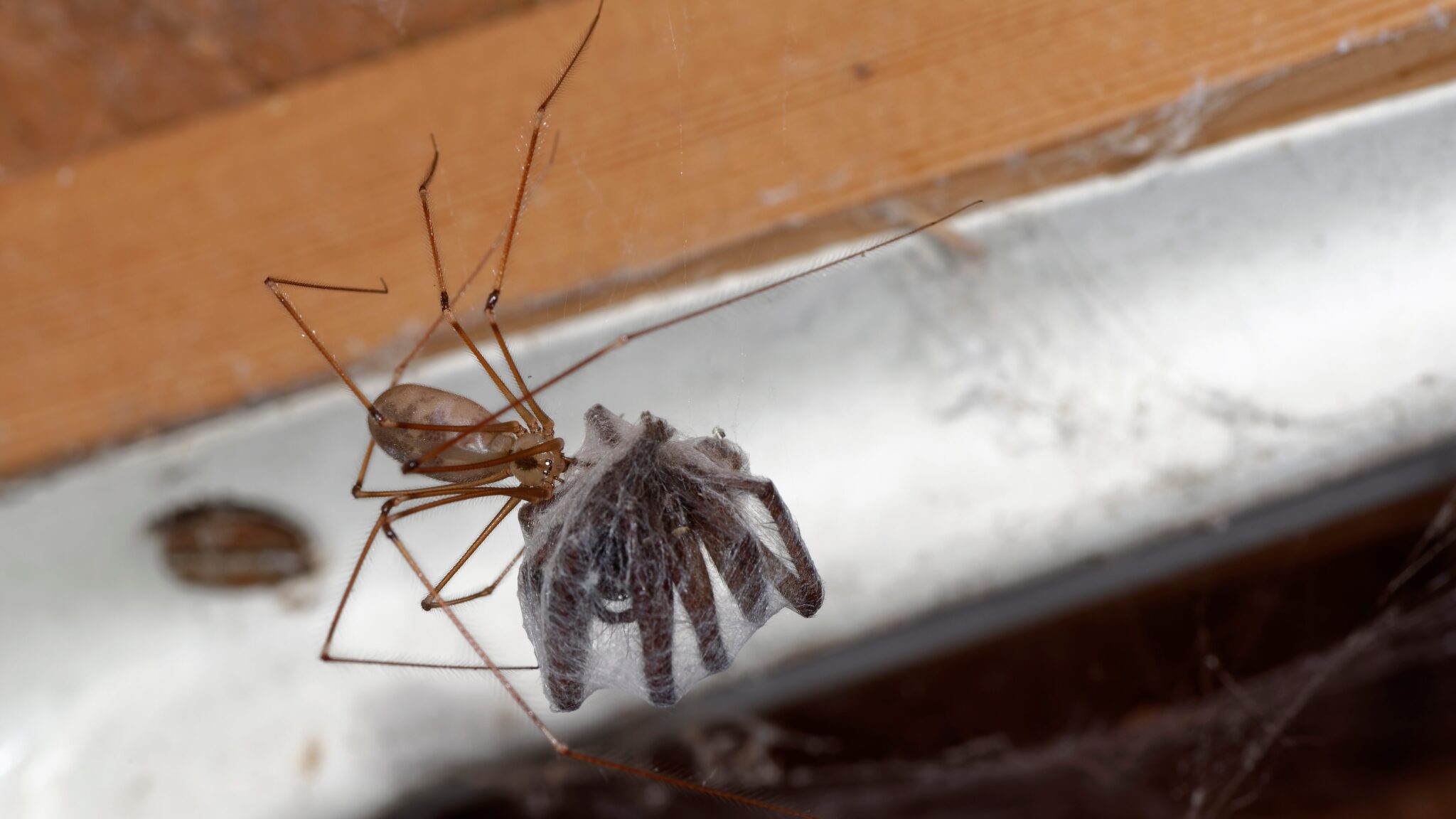 Fact File: Daddy-long-legs spider (Pholcus phalangioides) - Australian ...